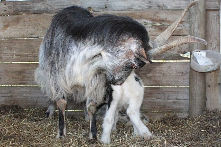 Goat Body Language FAQ - Goat Journal